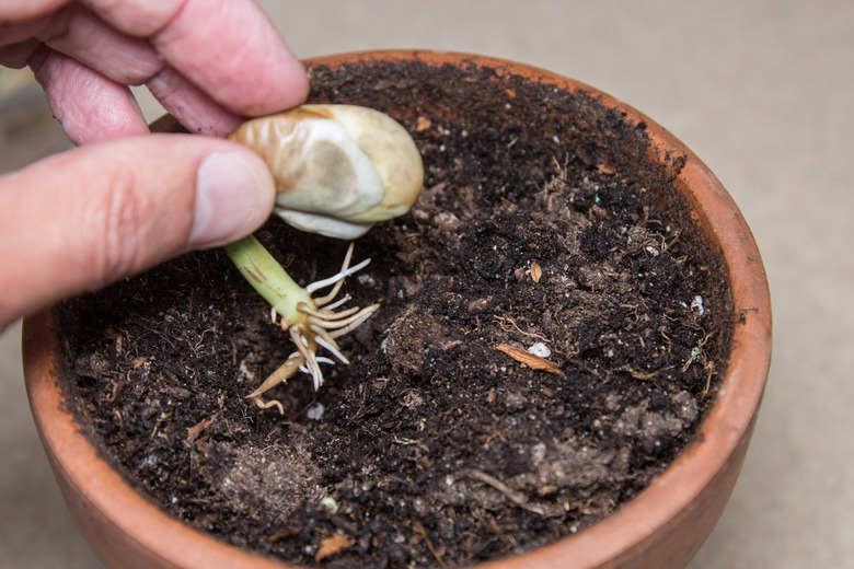 How To Grow A Lima Bean In A Bag