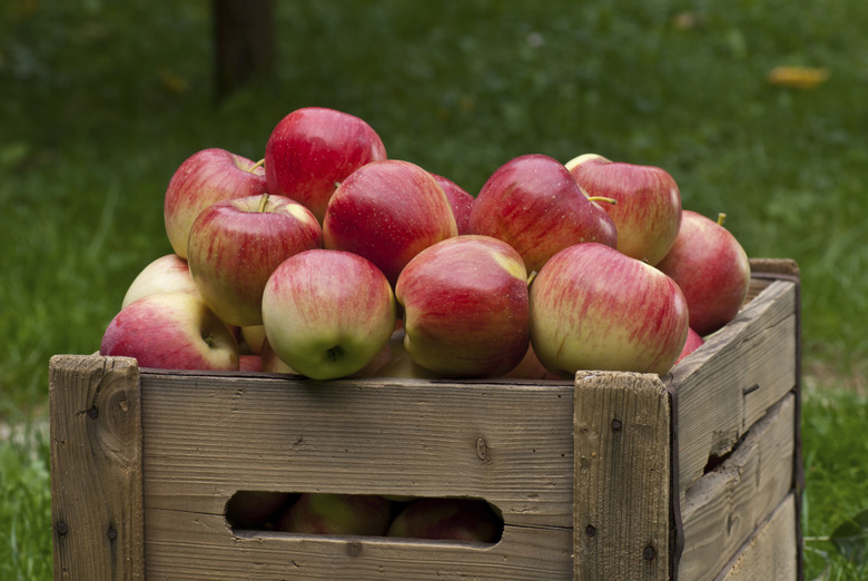 How to Identify Apple Trees | Hunker