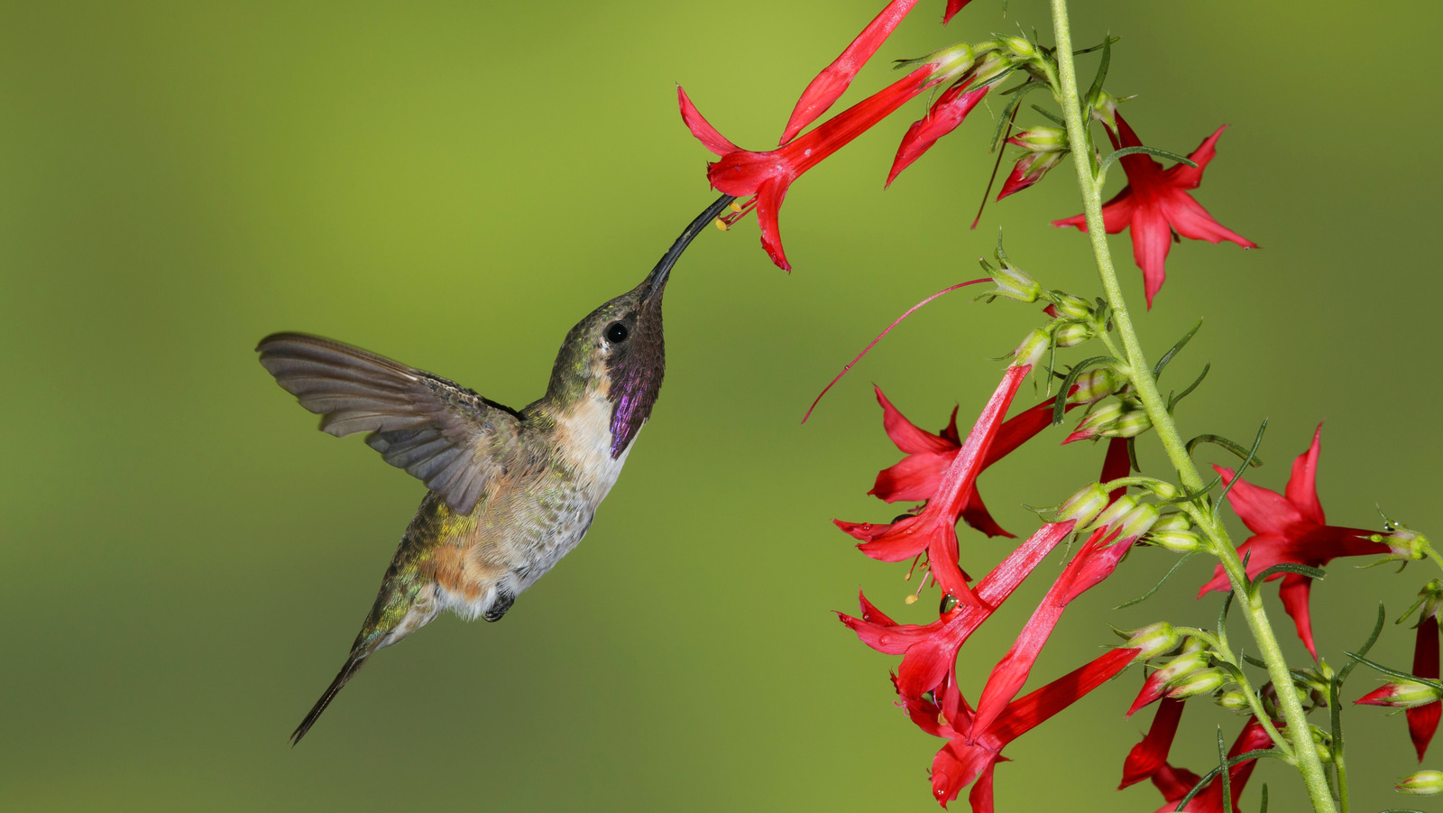 10 Exquisite Red And Orange Flowers That Attract Hummingbirds To Your Yard