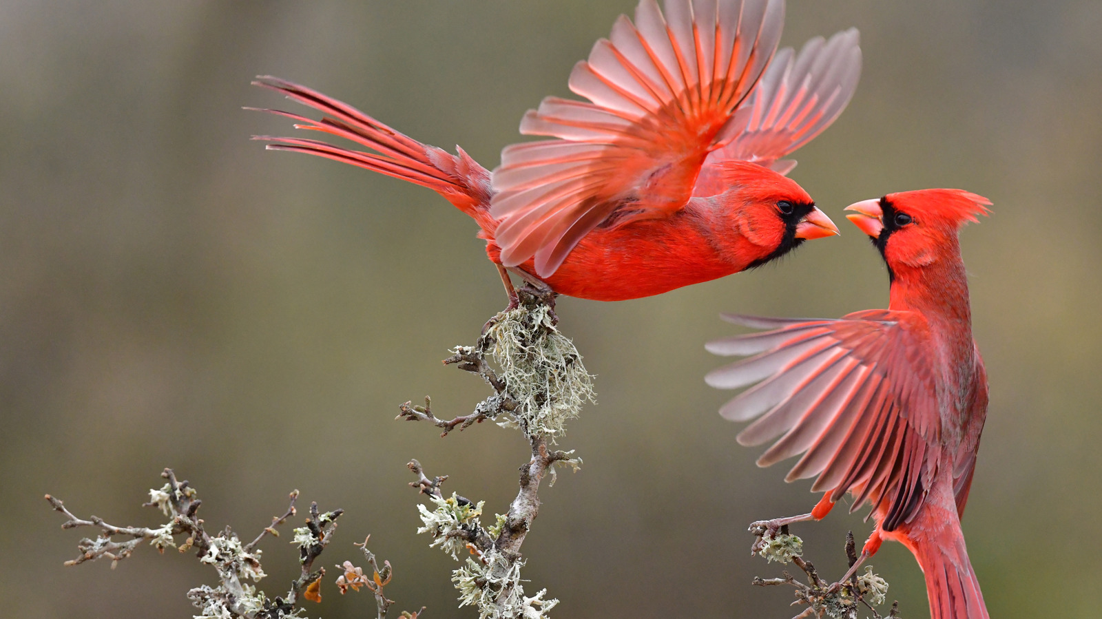 The 11 Best Ways To Attract Birds To Your Yard Without A Feeder