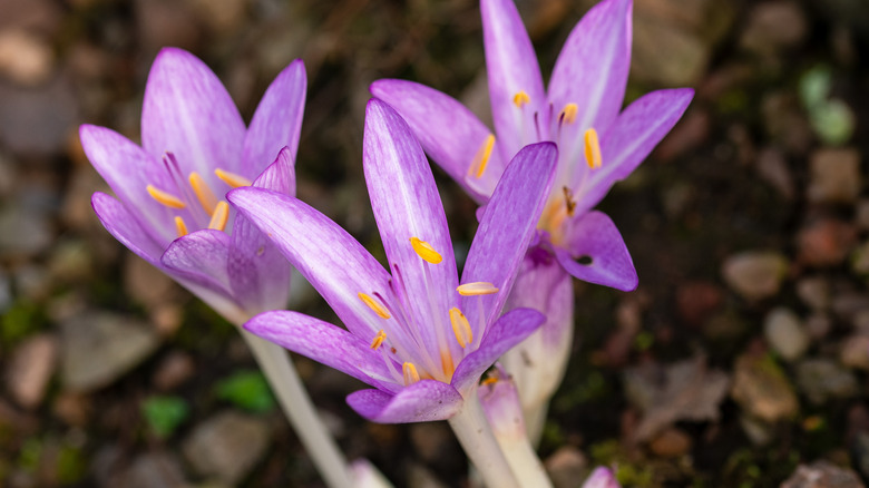 12 Pretty Flowers And Plants That Prevent Squirrels From Invading Your Yard