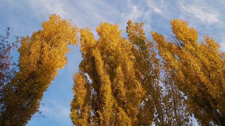 13 Common Trees You Should Never Plant Right Next To Your House
