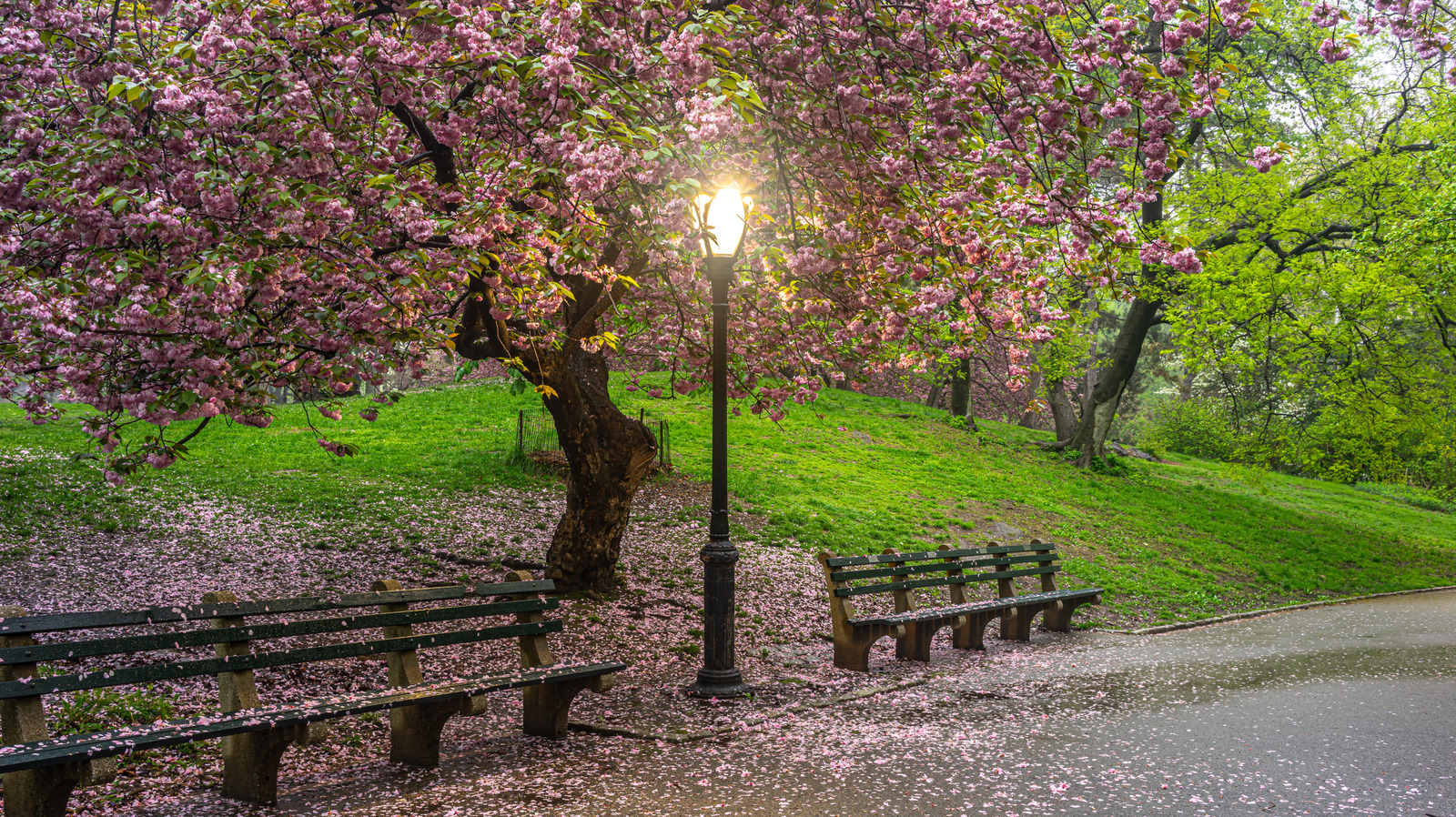 5 Easy To Grow Trees That Bloom Pretty Pink Flowers