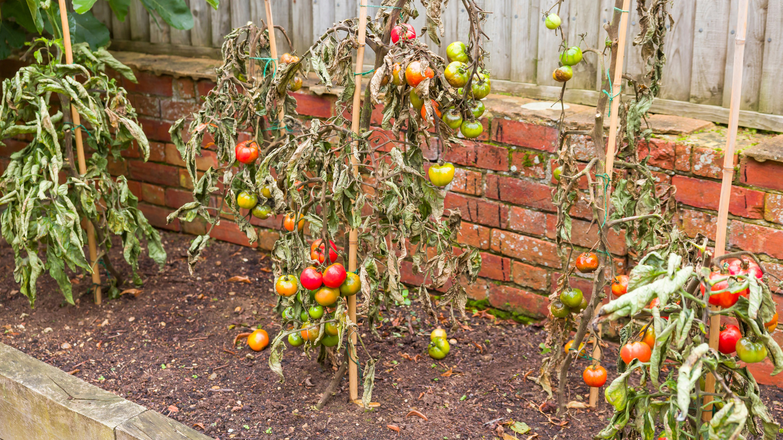 8 Reasons Your Tomato Plants Are Dying (& How To Save Them)