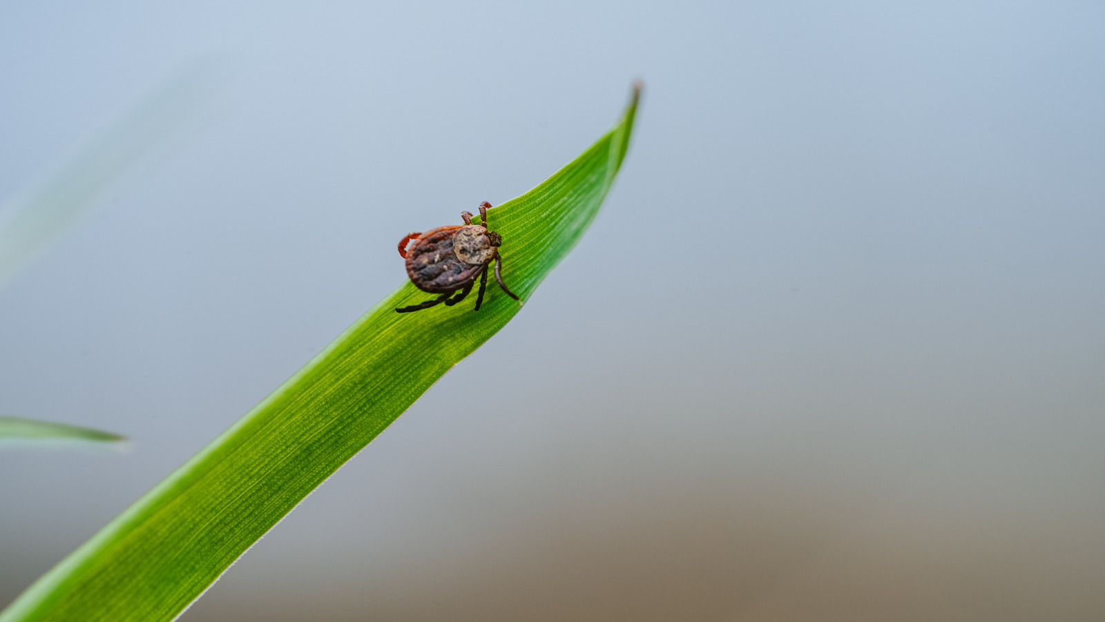 The 9 Best Plants To Grow To Naturally Repel Fleas And Ticks