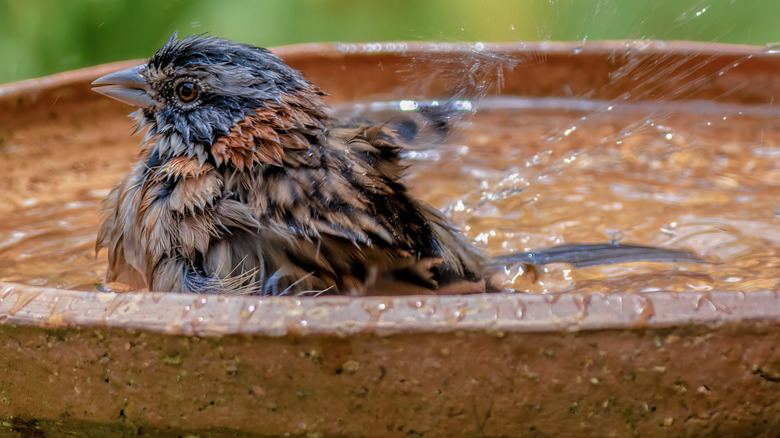 Ben And Erin Napier Use This Unexpected Item To Make Charming DIY Birdbaths