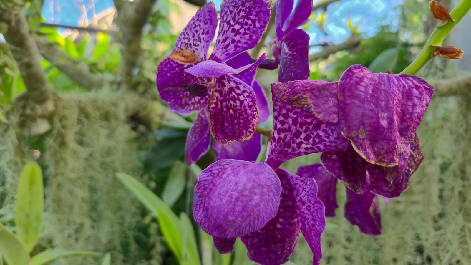 How To Easily Bring An Orchid That's Lost Its Flowers Back To Life