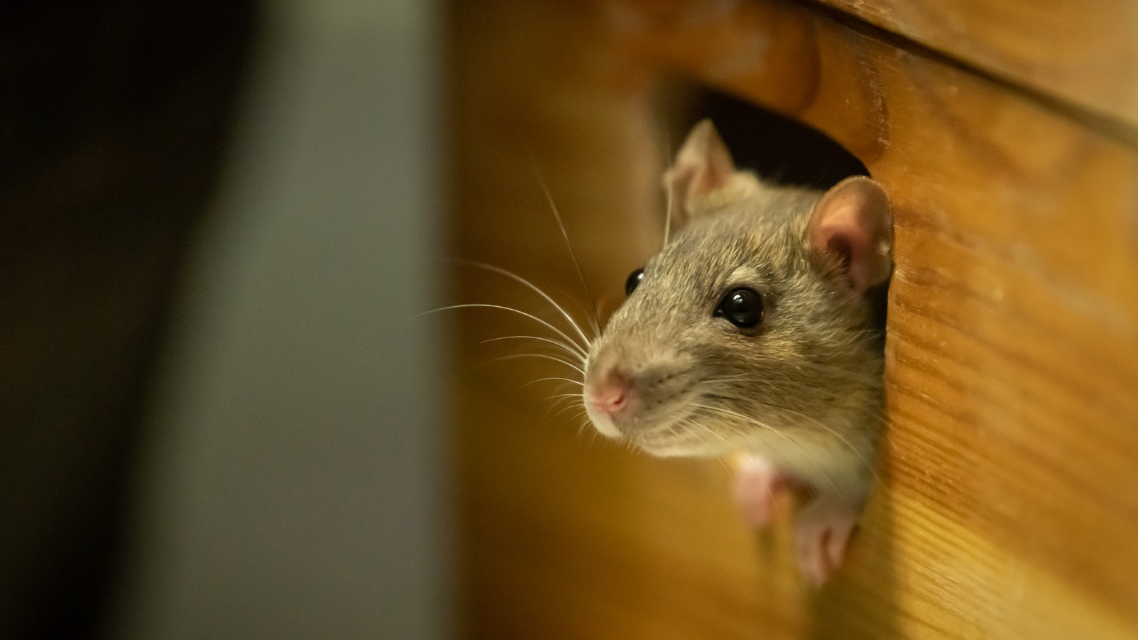 Can Mothballs Keep Mice Out Of The House? Here's The Truth