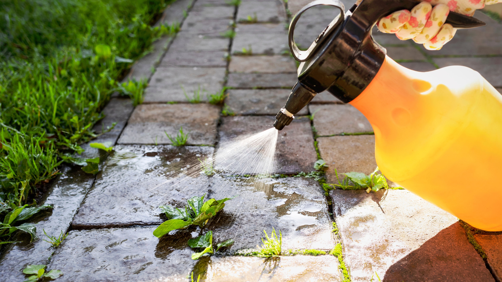 What Happens If You Use Pine-Sol As A Weed Killer?