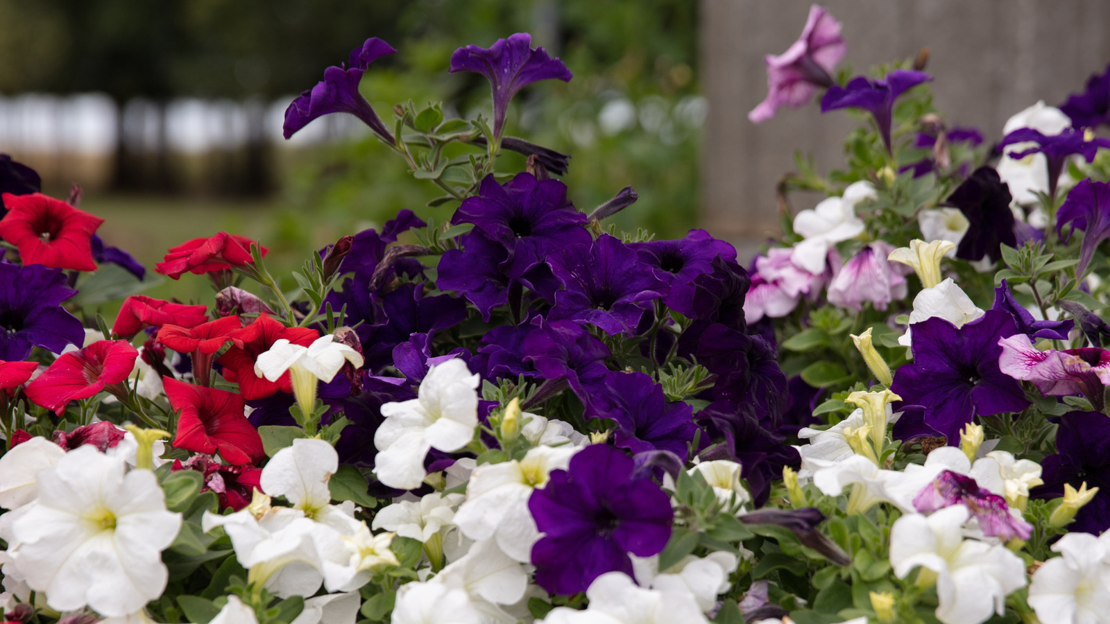 Common Petunia Problems To Know About Before Growing Them In Your Backyard