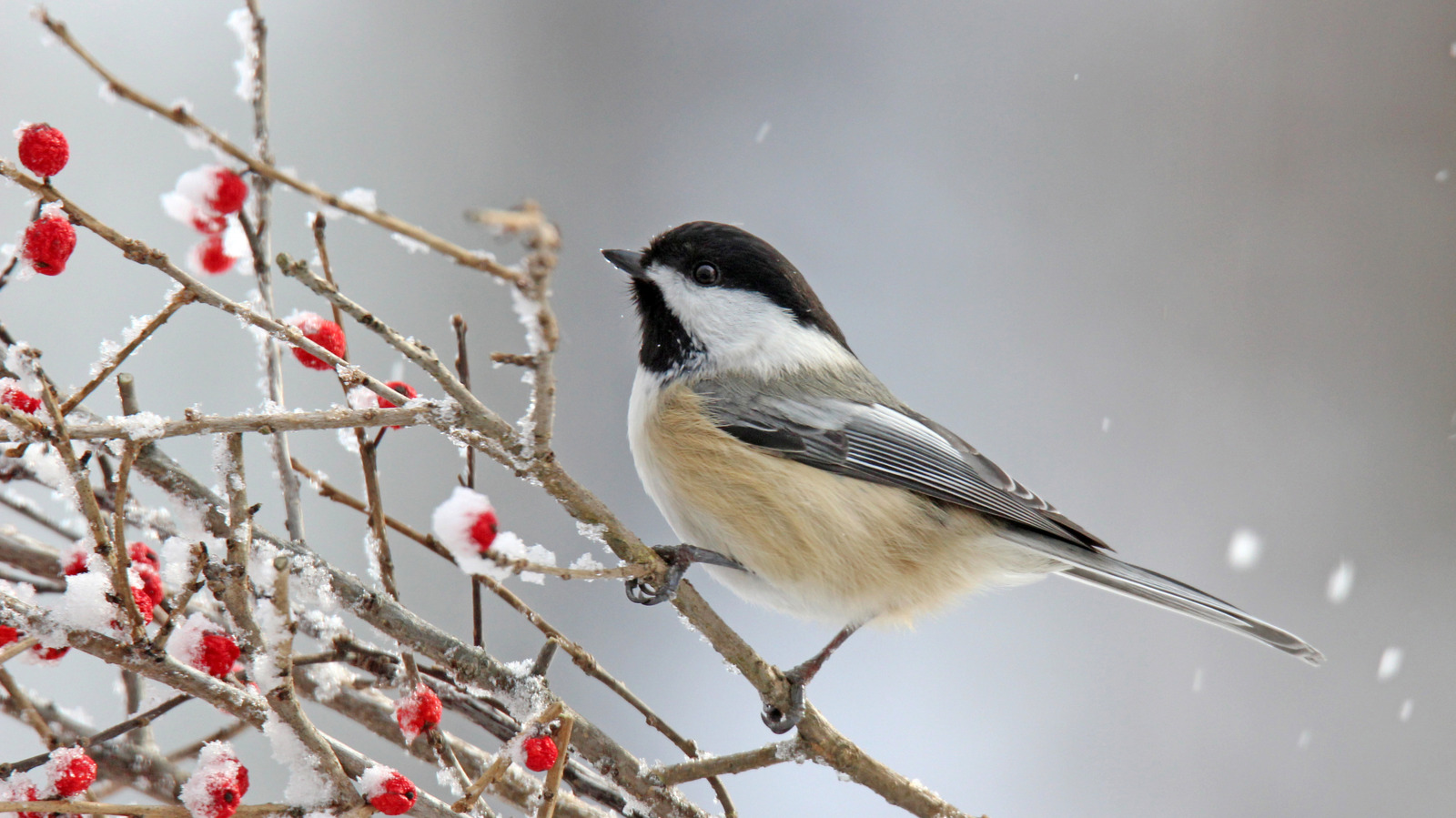 Create A Gorgeous Berry Garden That Can Feed Birds All Winter Long