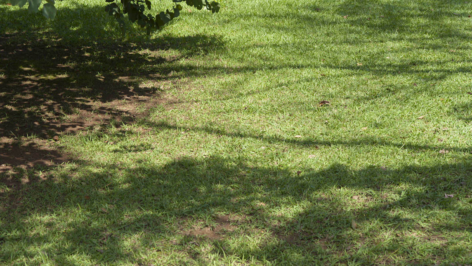 The Shade-Tolerant Ground Cover That Will Fill In Patchy Areas In Your Lawn