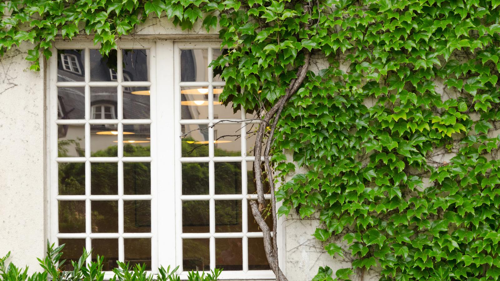 Growing These 11 Plants Too Close To Your Home Could Be A Big Mistake