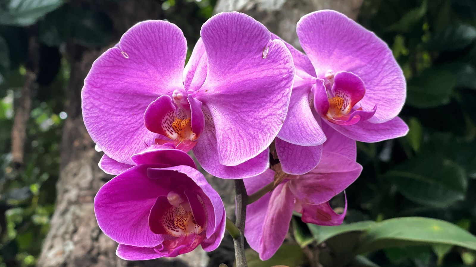 How To Use Rice Water To Help Your Orchids Thrive With Beautiful Blooms