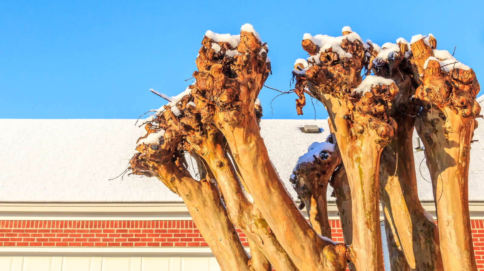 The Optimal Time to Prune Your Crepe Myrtle Tree and How to Do It - Global Ideas