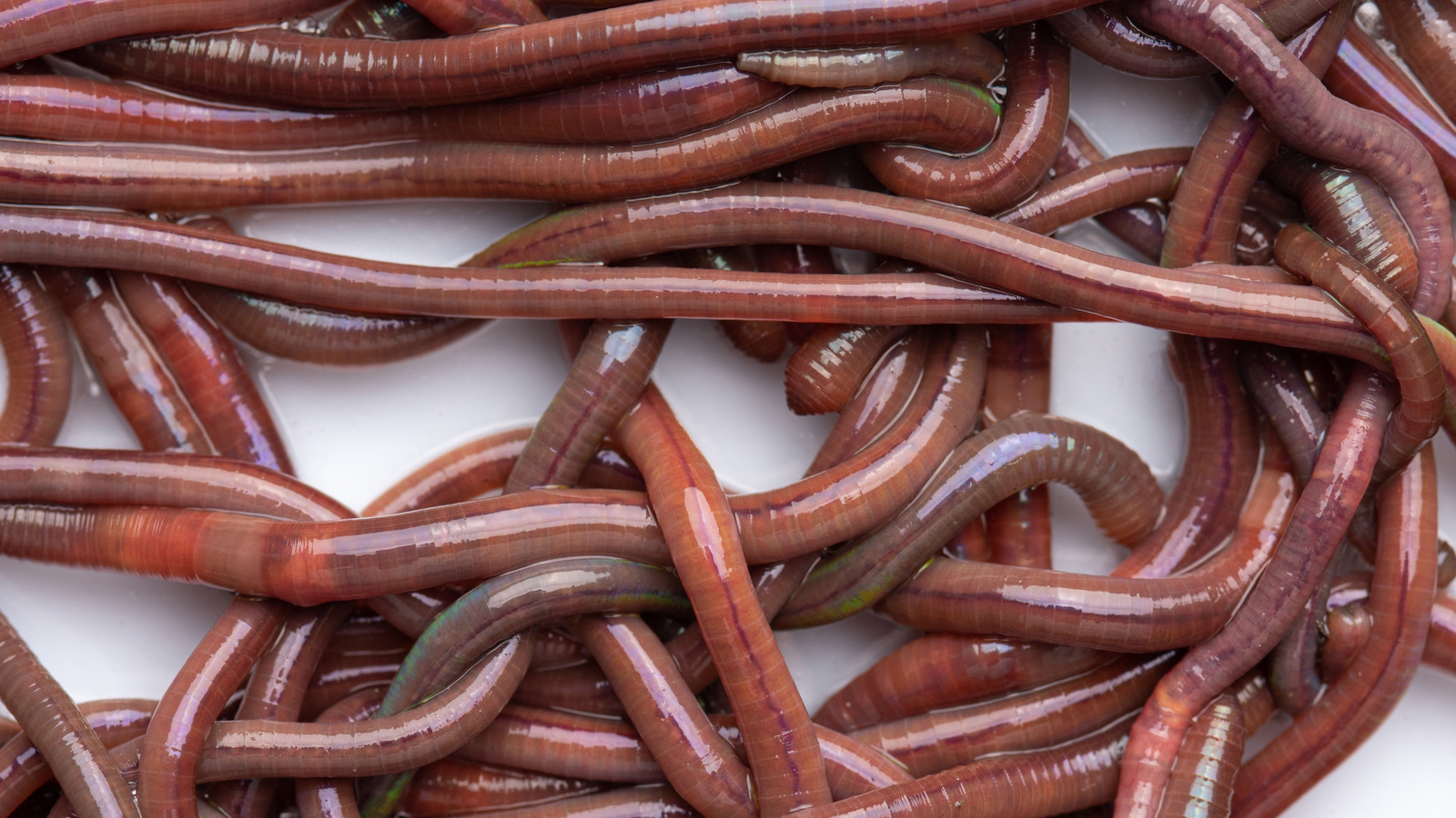 House Worm Infestations: How Do They Get In?