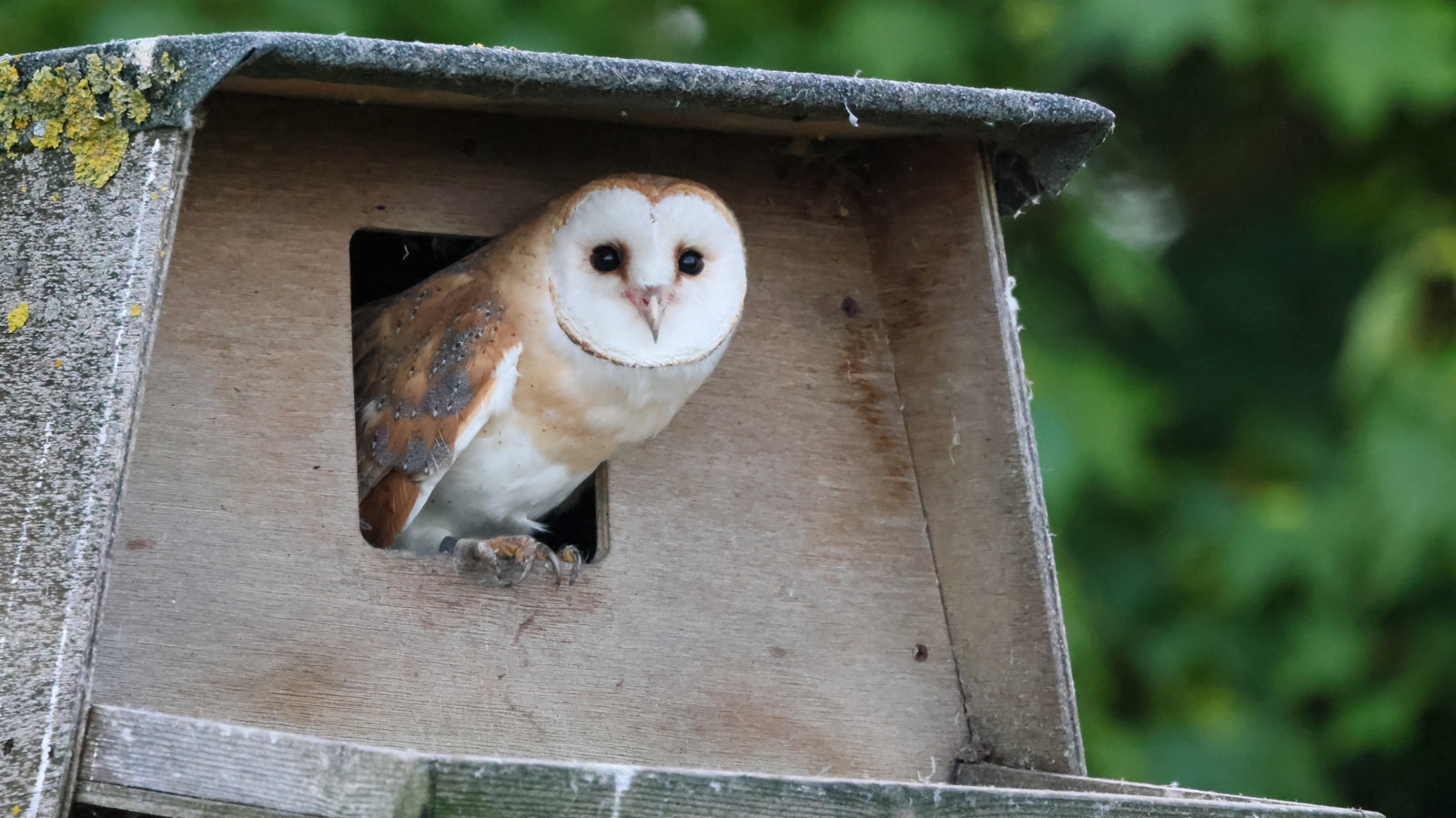 How To Build A Simple Owl Nesting Box They'll Actually Like And Use
