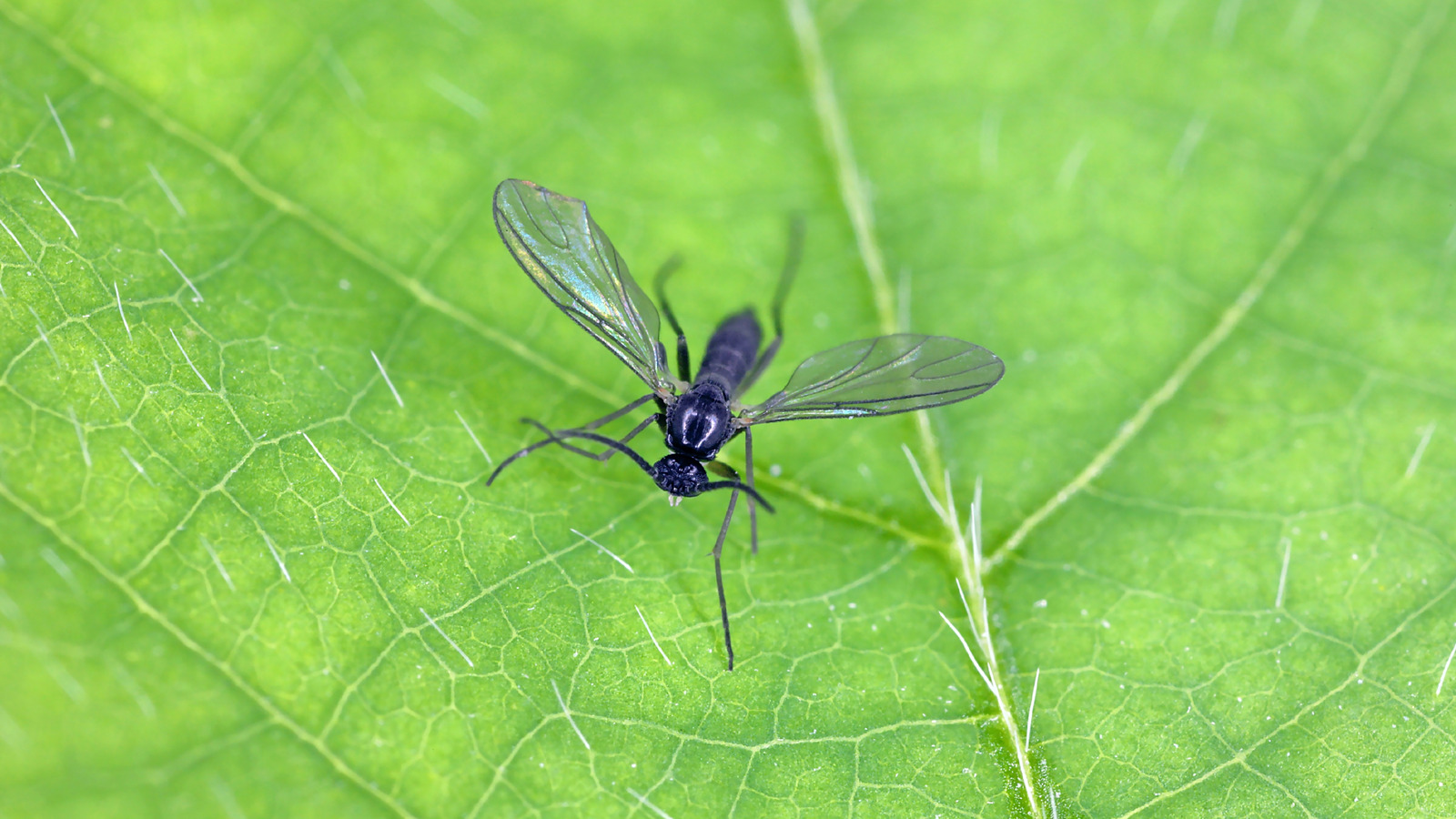 How To Get Rid Of Gnats In Plants Using Natural Remedies (& Which Ones ...
