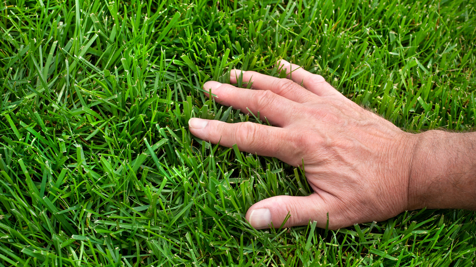 How To Have A Healthy Lawn Without Pesticides Or Herbicides
