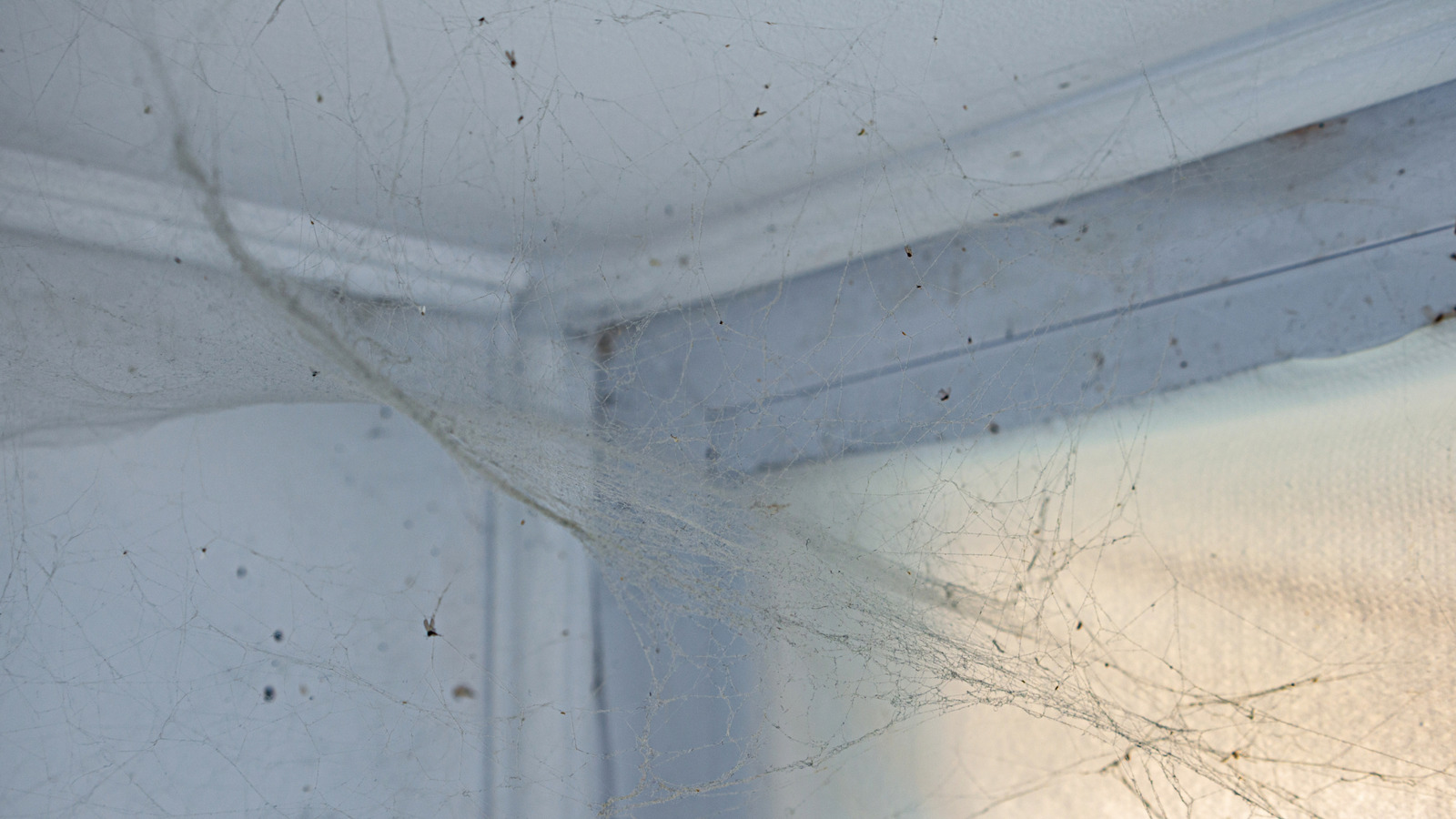 How To Keep Spiders Out Of Your House With All-Natural Solutions