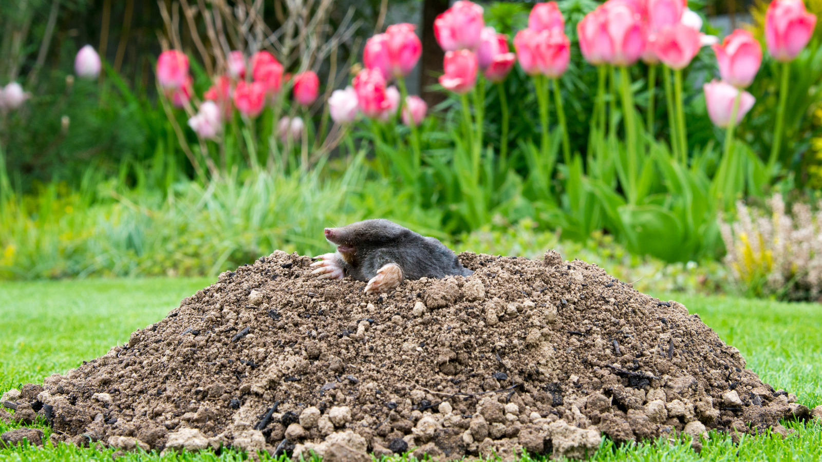 How To Repair Mole Damage On Your Lawn (And Tips To Keep Them From Coming Back)