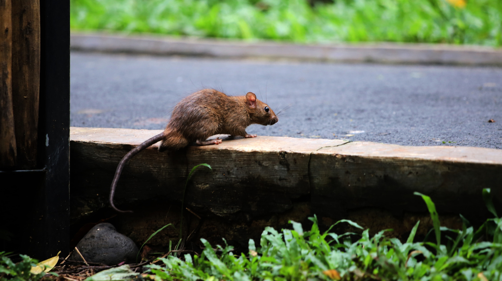 How To Repel Rats Using Natural Fragrance They Can't Stand