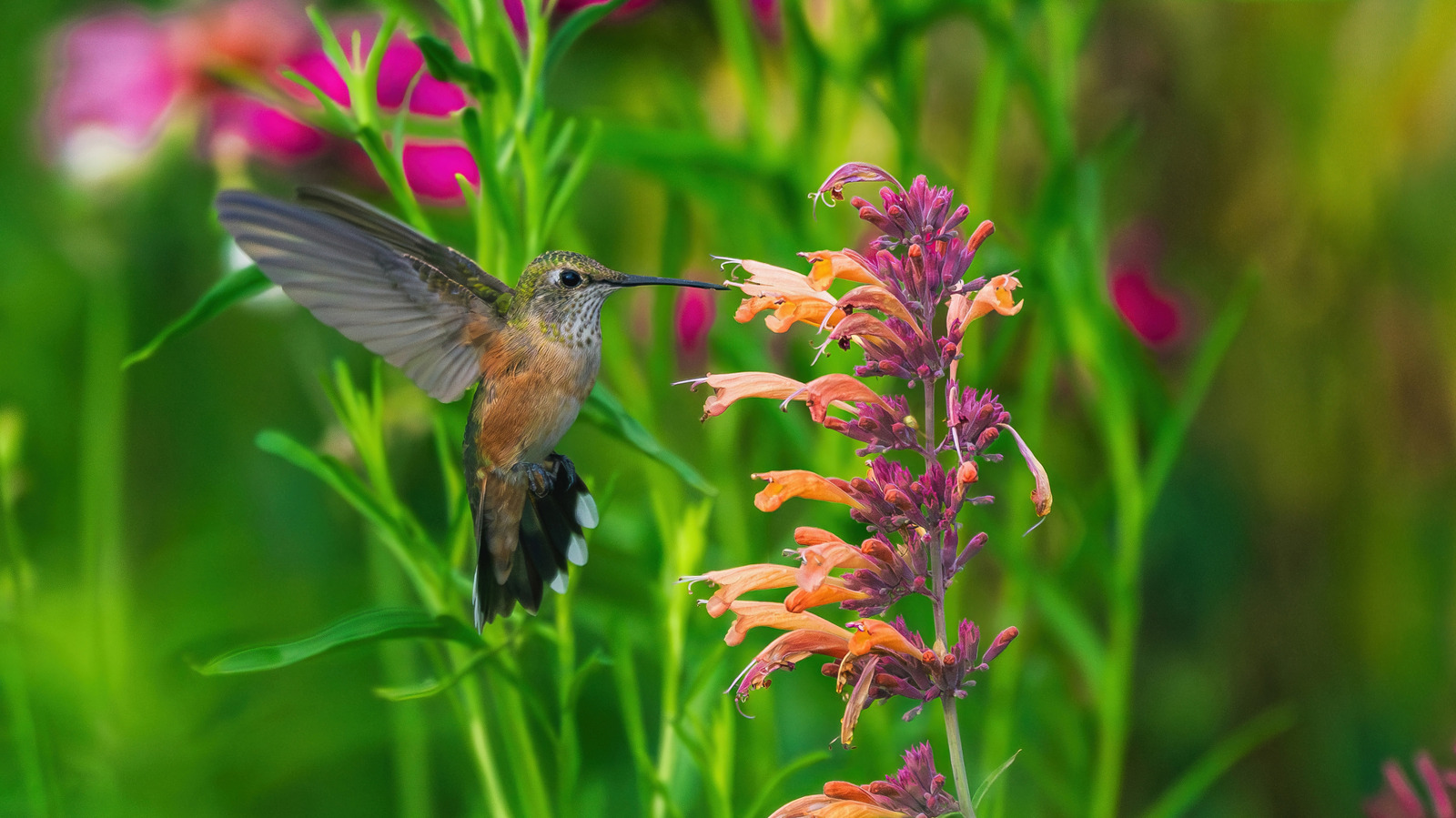 How To Start A Hummingbird Garden (& Why You'll Want To)