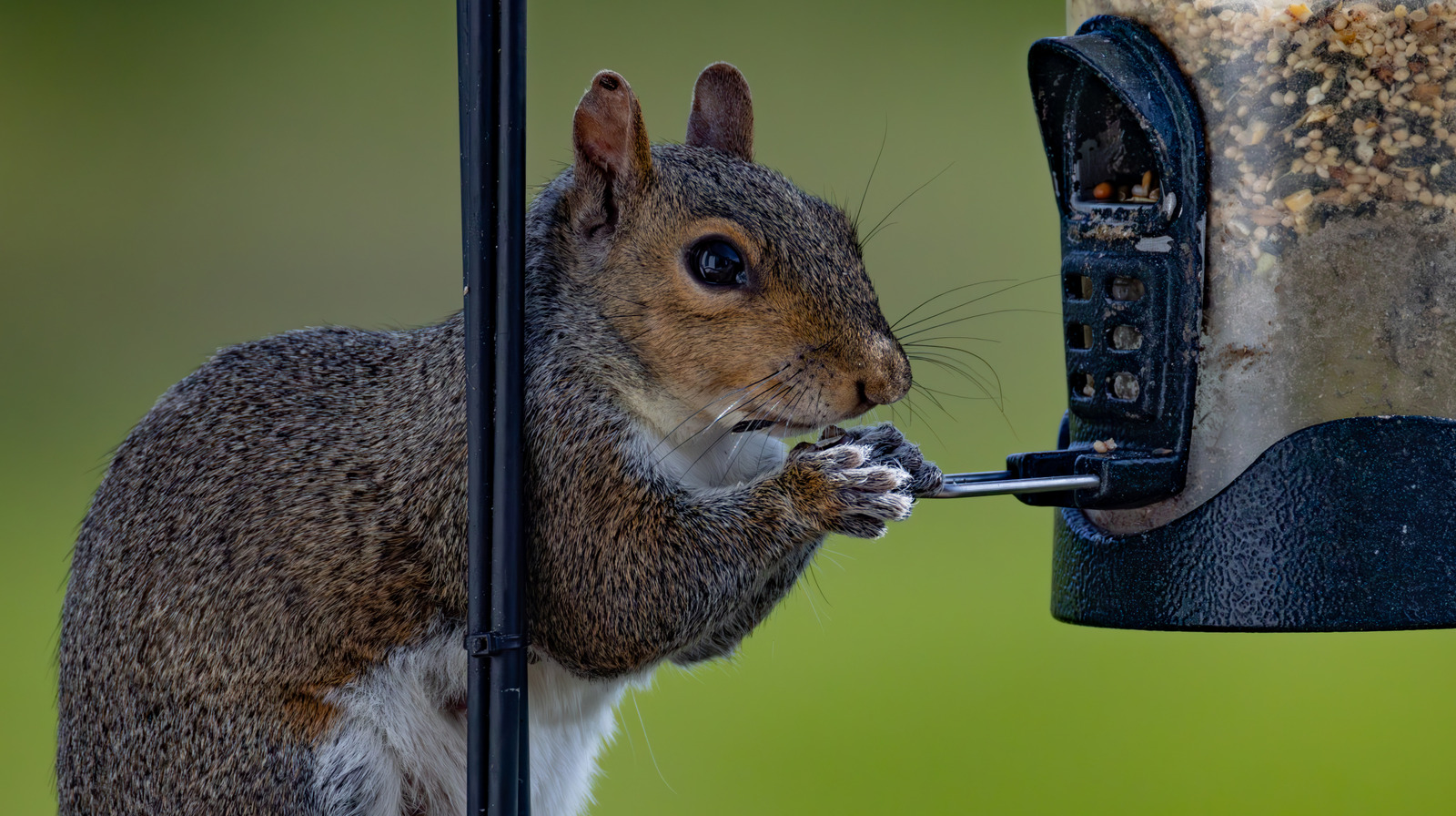 If Squirrels Are Invading Your Bird Feeders, Try A Simple Cinnamon Hack
