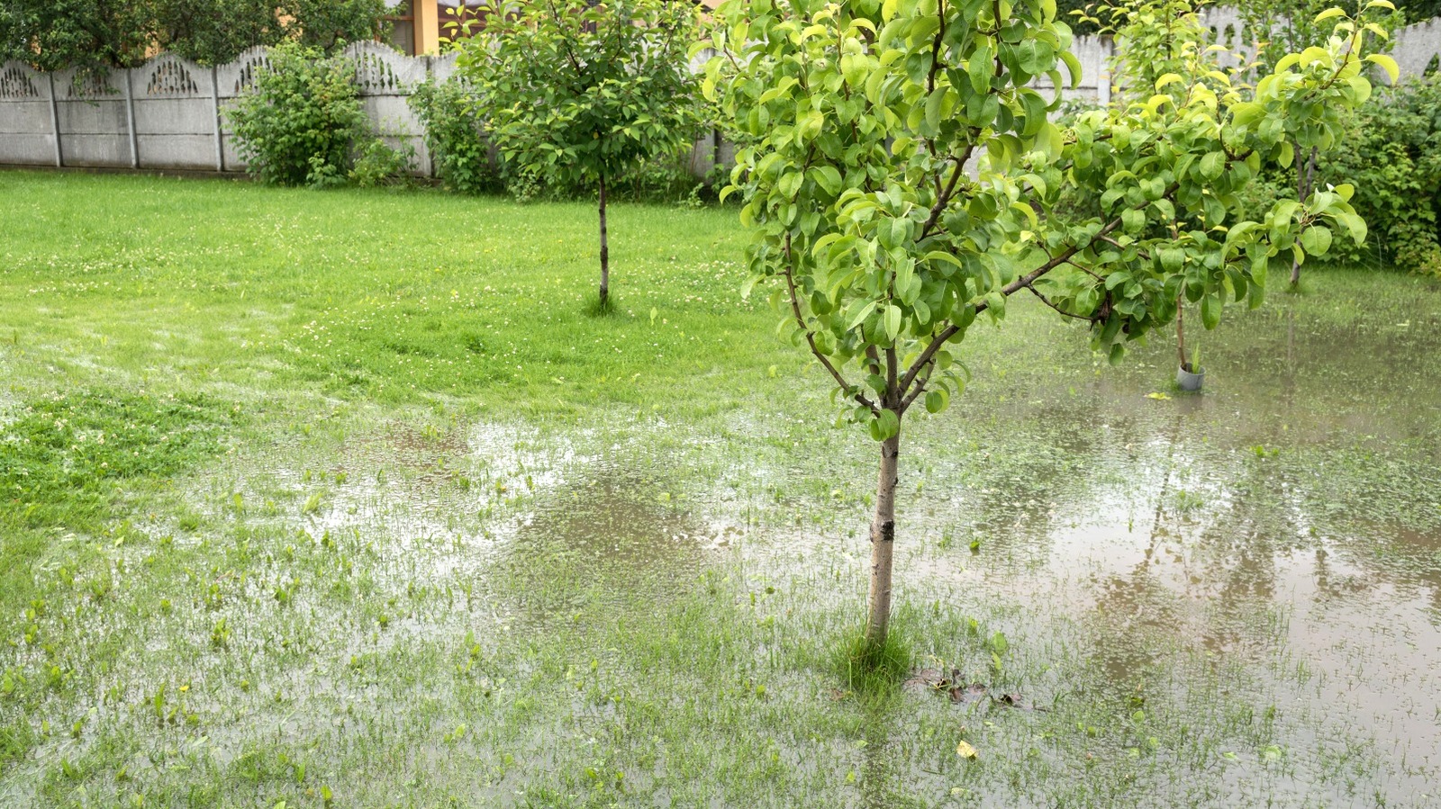 The Hidden Dangers Of Letting Standing Water Sit In Your Yard
