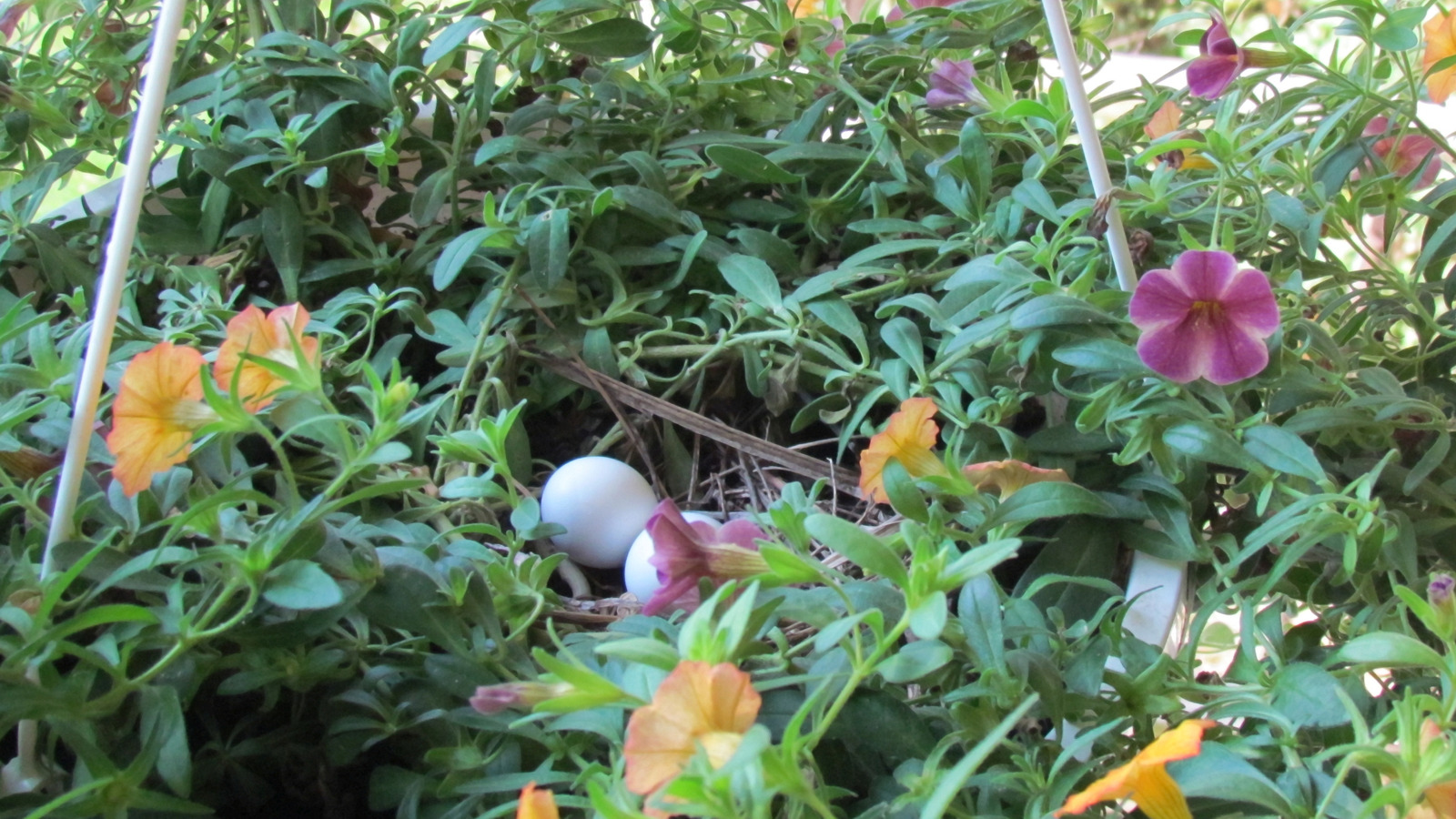 How To Keep Birds From Nesting In Hanging Flower Baskets With An Easy Trick