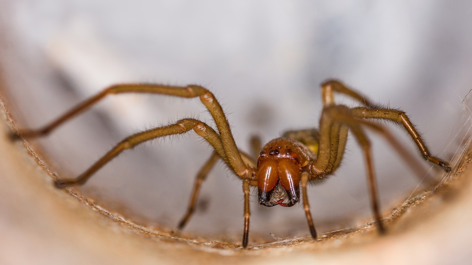 Keep Spiders From Making Your Home Their Winter Retreat With One Simple Fix