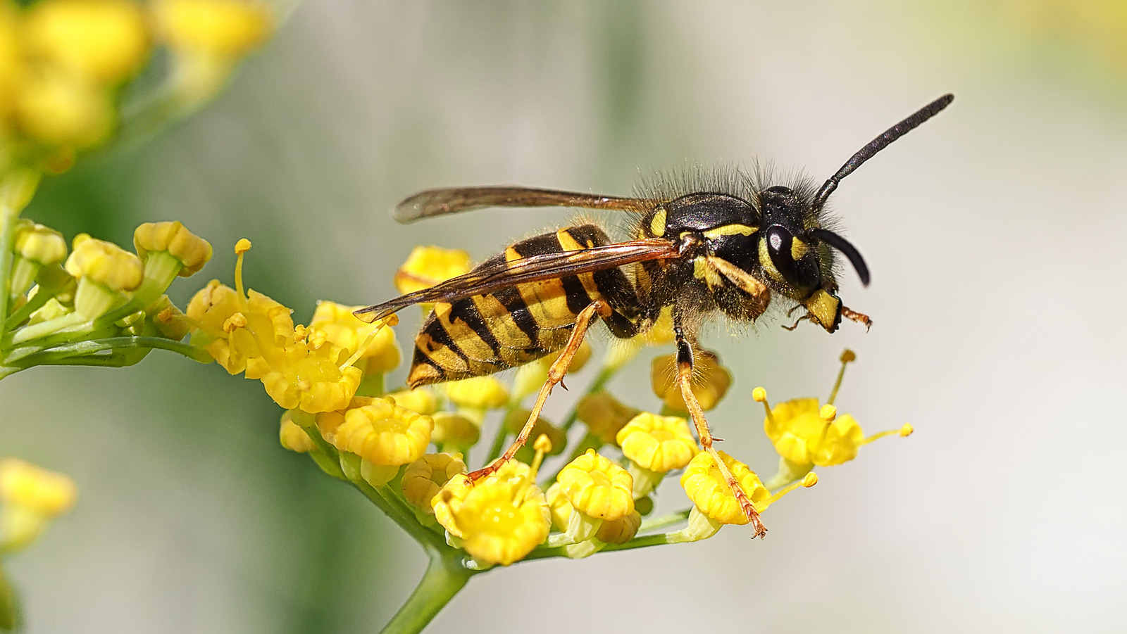 Keep Wasps Out Of Your Yard With A Fragrant Perennial Plant They Can't ...