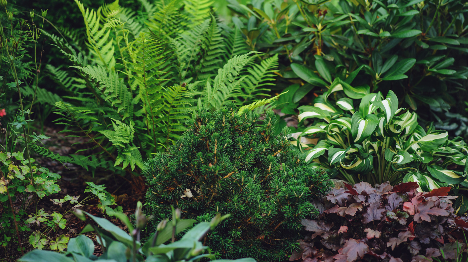 Not Hostas Or Ferns: The Colorful Perennial That Brightens Shaded ...
