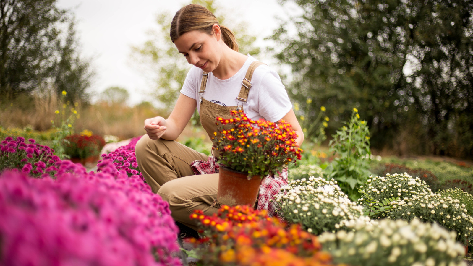 One Simple Step Can Keep Your Gorgeous Mums Blooming For Longer