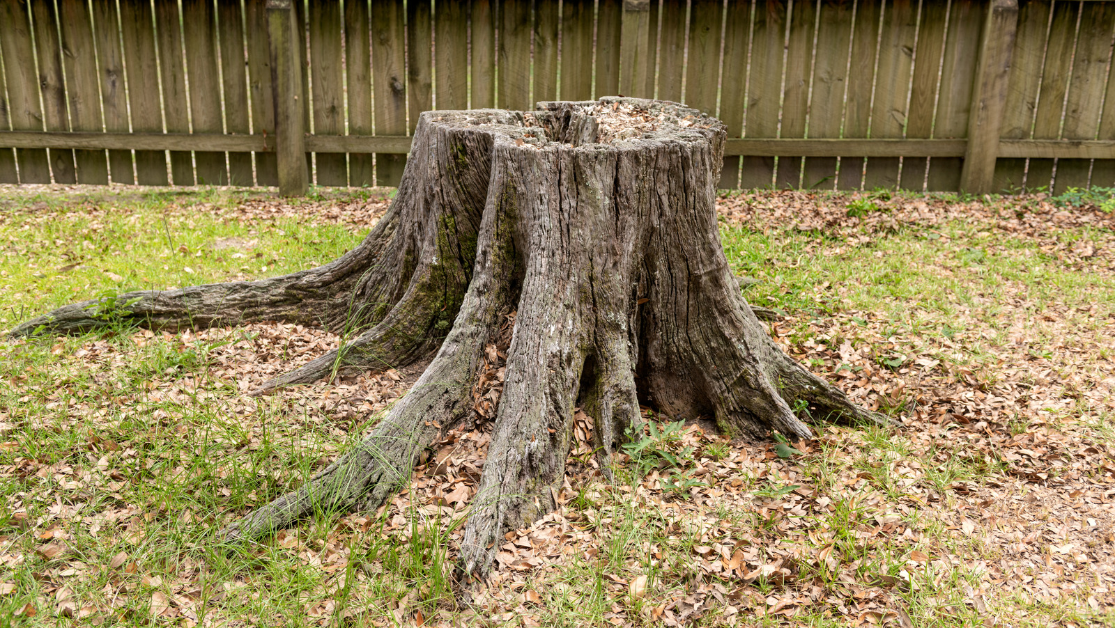 Remove Stubborn Stumps Like A Pro: The Best Tools For The Job