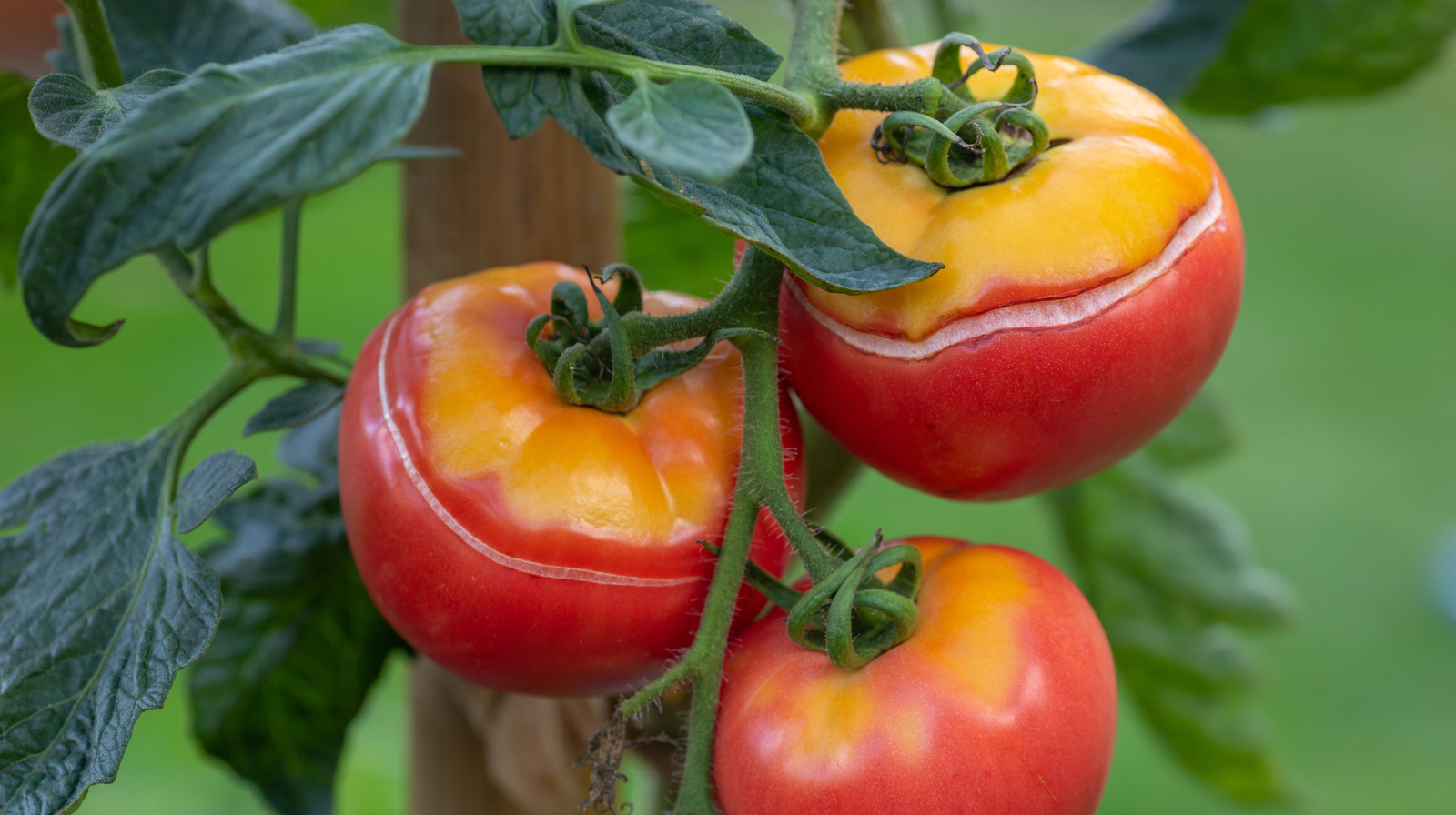 How To Prevent Splitting Tomatoes By Changing The Way You Water Your Plants