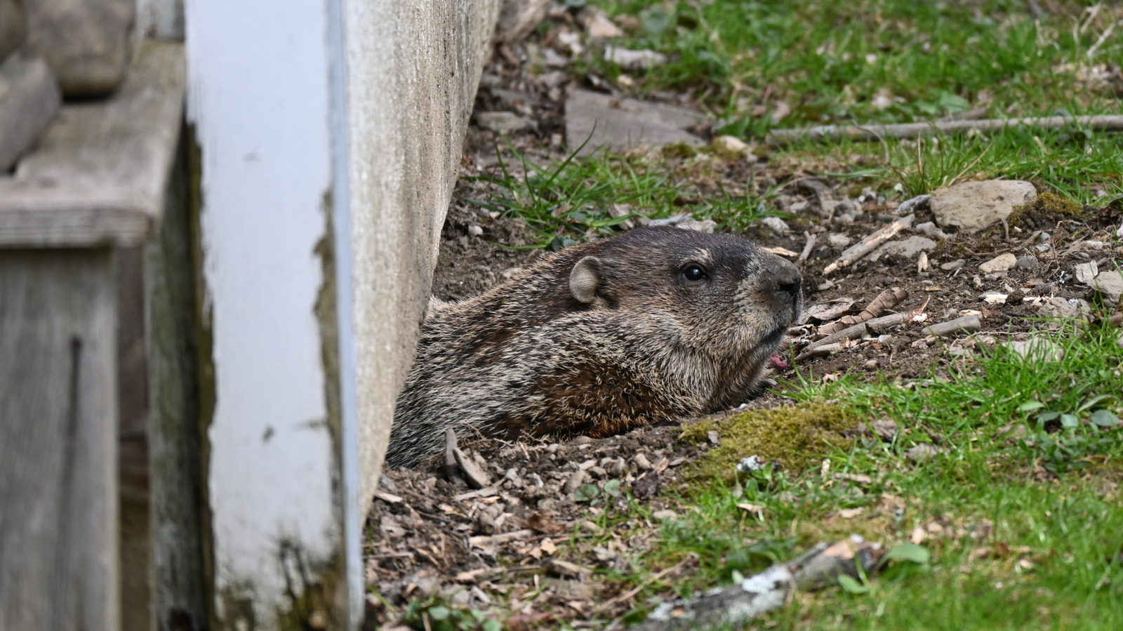 Signs Groundhogs Are Camping Out Under Your Home (And What To Do About It)