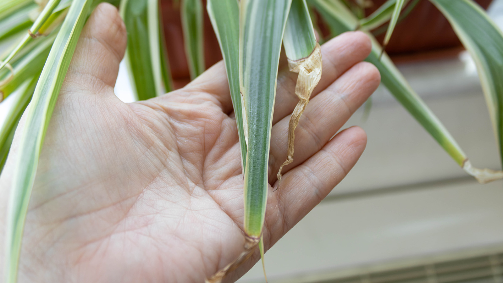 How To Stop Brown Tips On Spider Plant Leaves (Easy Fix)