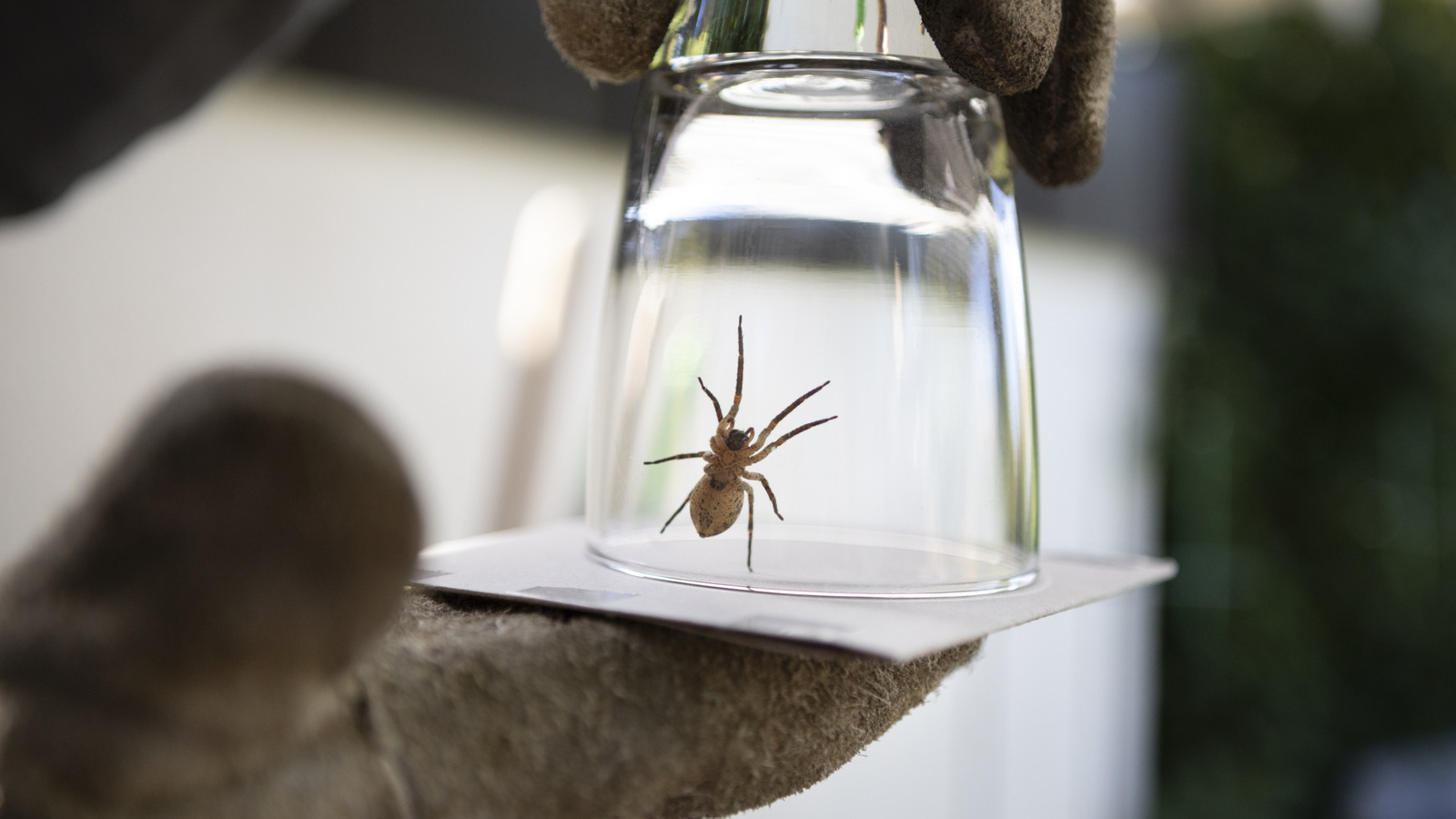 The 12 Most Common Spiders You'll Find Lurking In And Around Your Home