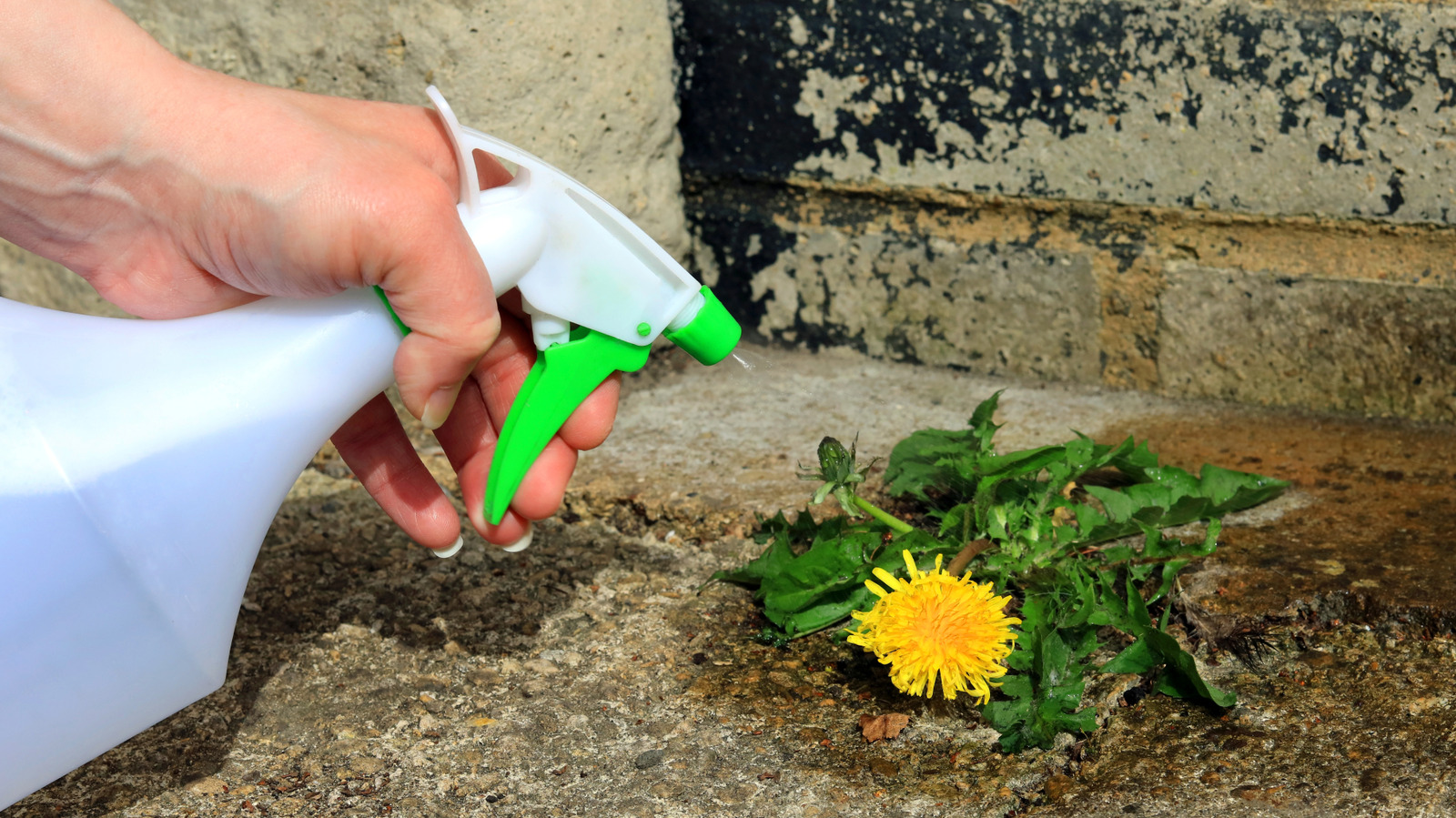 Does Weed Killer Kill Flowers? Unravel the Truth - My Backyard Grow
