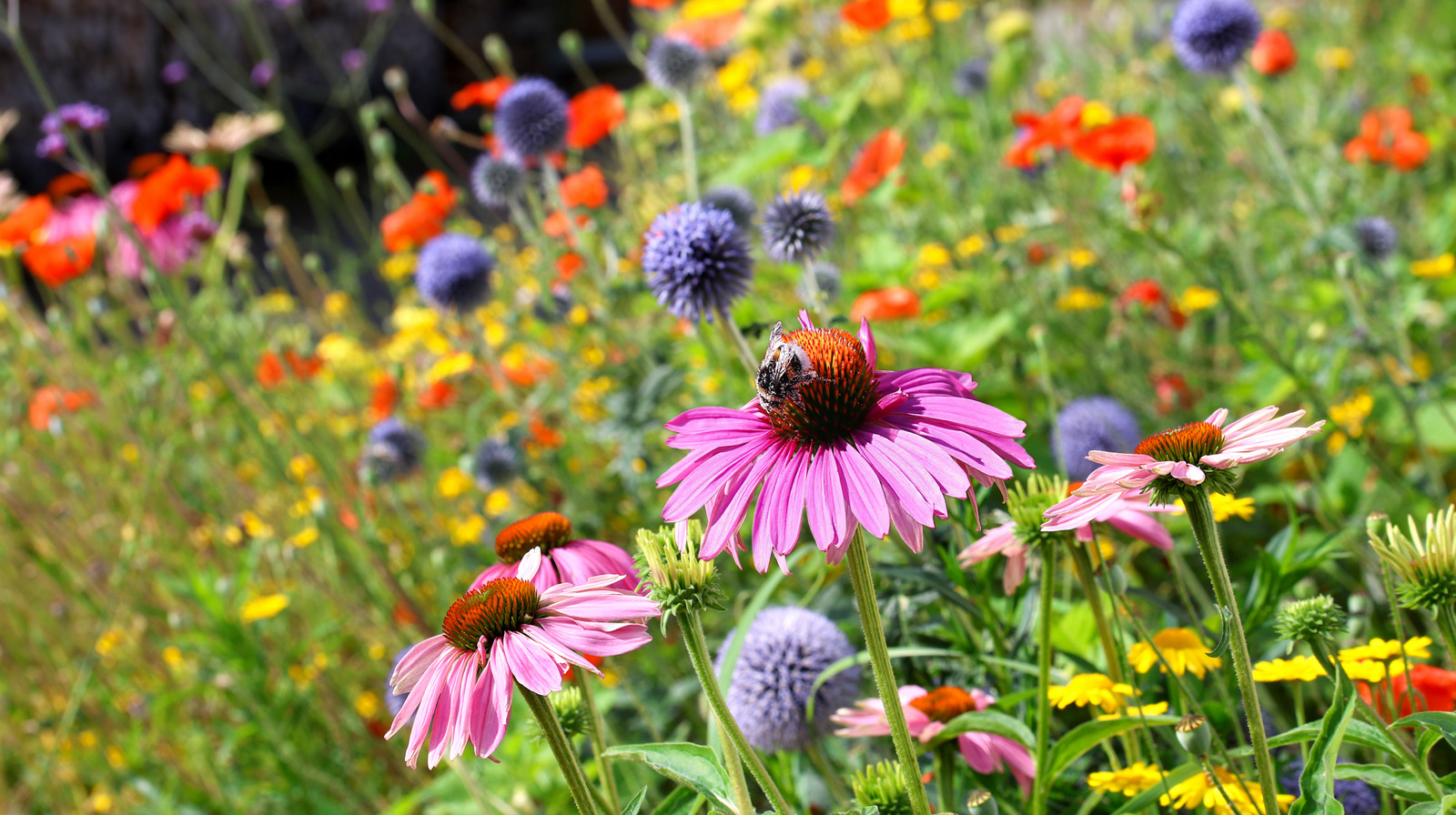 The Best Flowers To Plant In June To Keep Your Summer Garden Dazzling