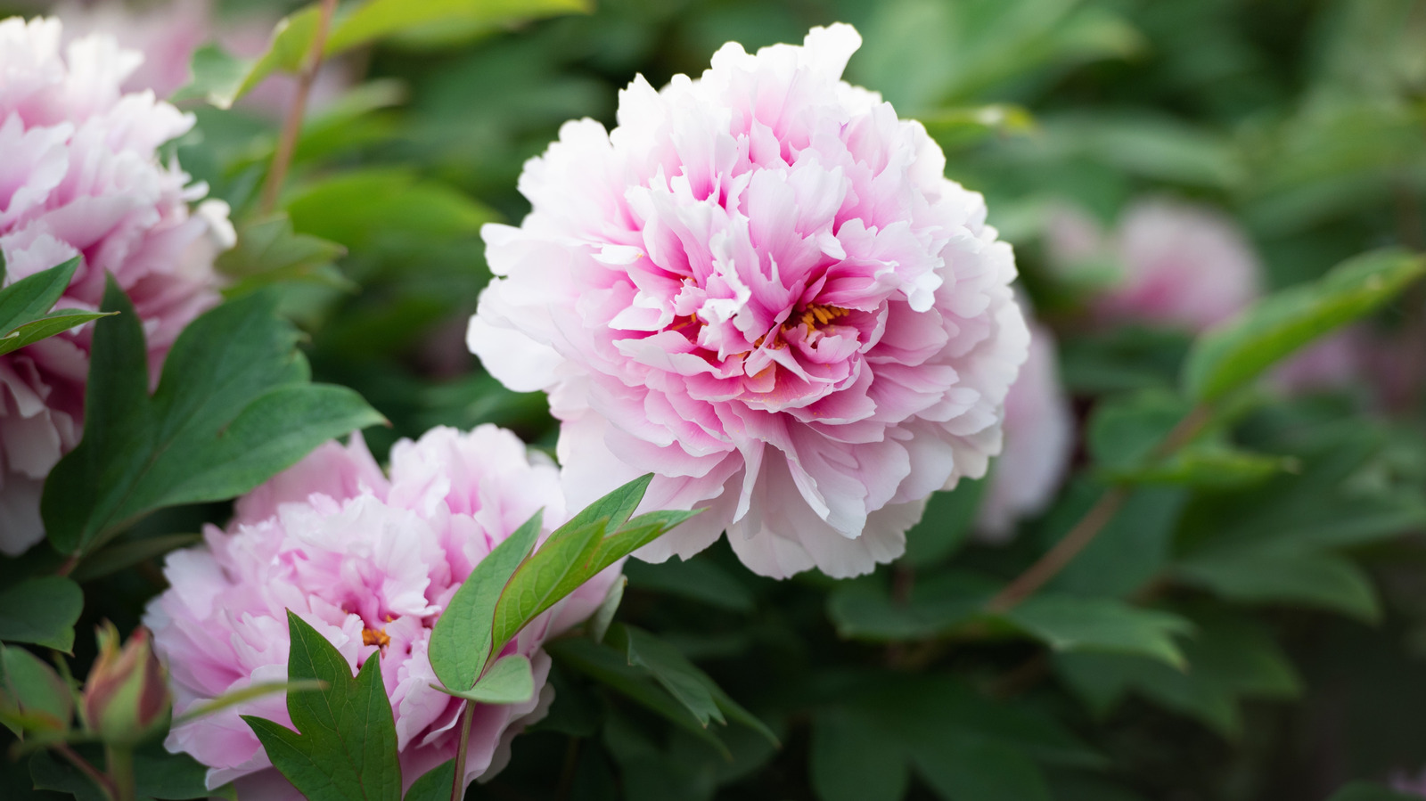 The Best Time Of Year To Prune Peonies, And How To Do It