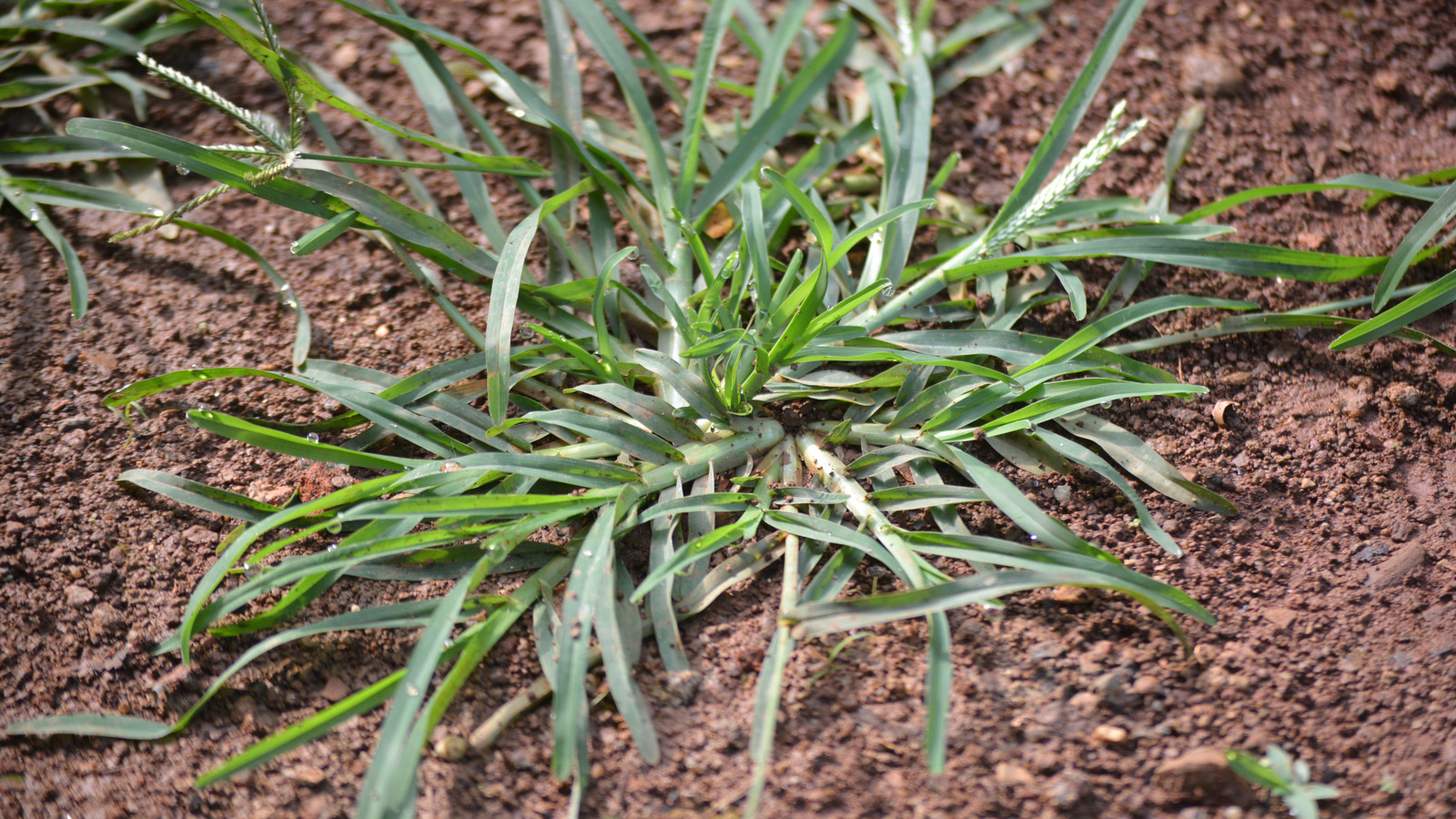 The Best Way To Get Rid Of Fast-Growing Goosegrass In Your Lawn