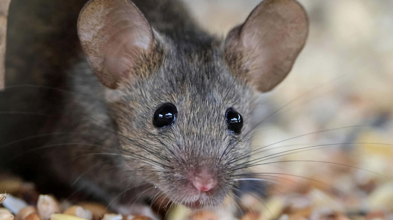 The Best Way To Keep Mice Out Of Your Home - And Most People Don't Do It