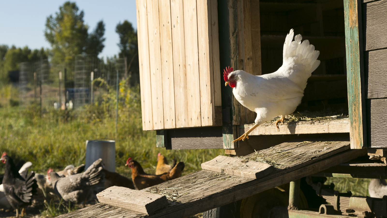 The Clever Hack That Keeps Chickens Out Of Your Garden