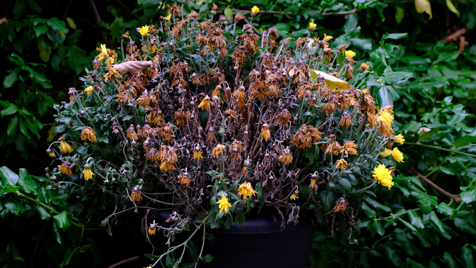 If Your Mums Are Dying, You're Likely Making One Common Mistake