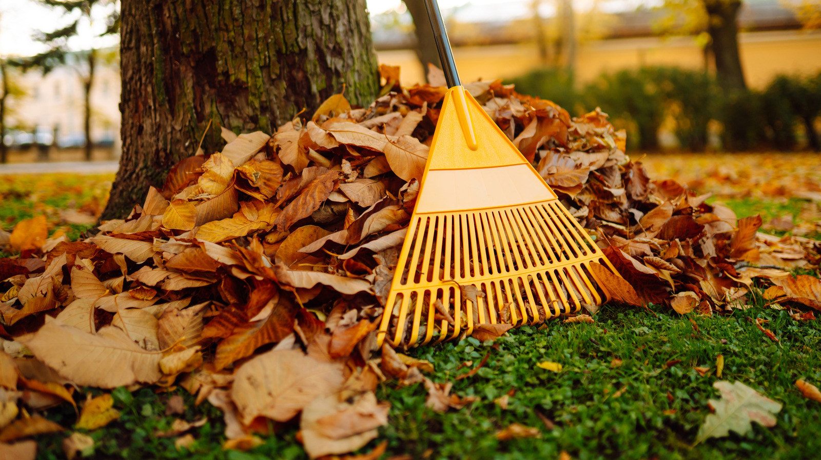 The Controversy Behind Raking Fall Leaves (& If You Should Or Shouldn't ...
