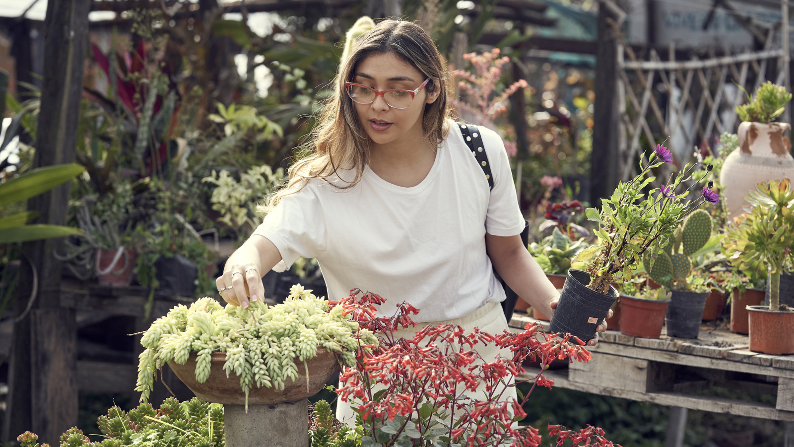 The Popular Plant Trend That's Now Outdated In 2025, According To Designers