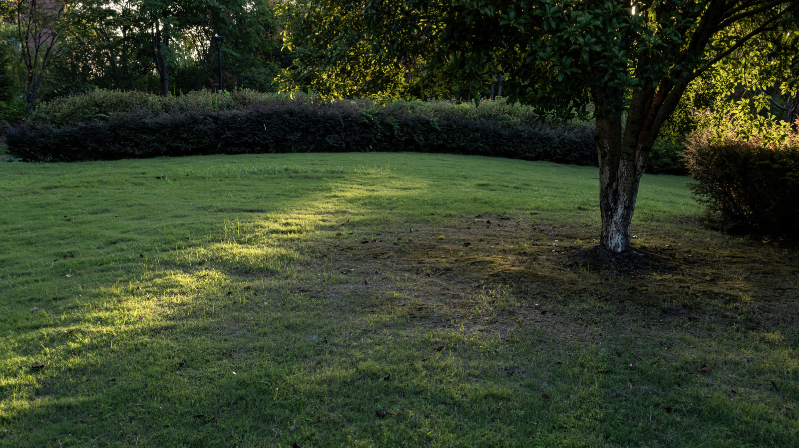 The Ground Cover That Makes A Beautiful Alternative To Grass Around Trees