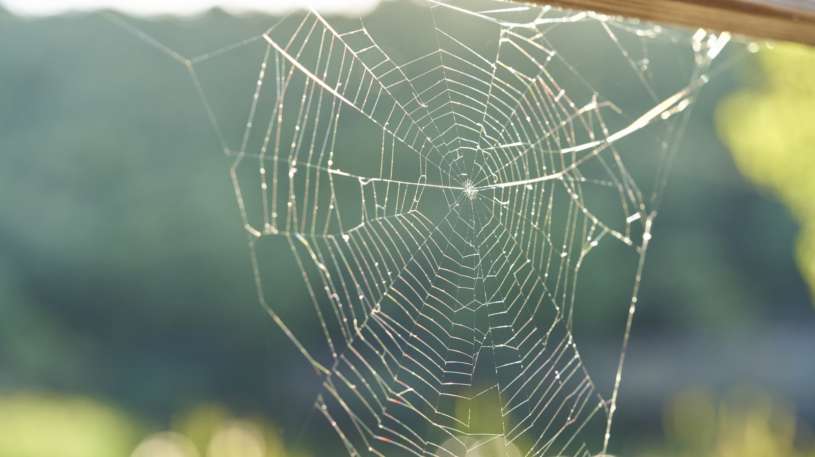 The Herb You'll Want To Use In Your Home To Keep Spiders Out